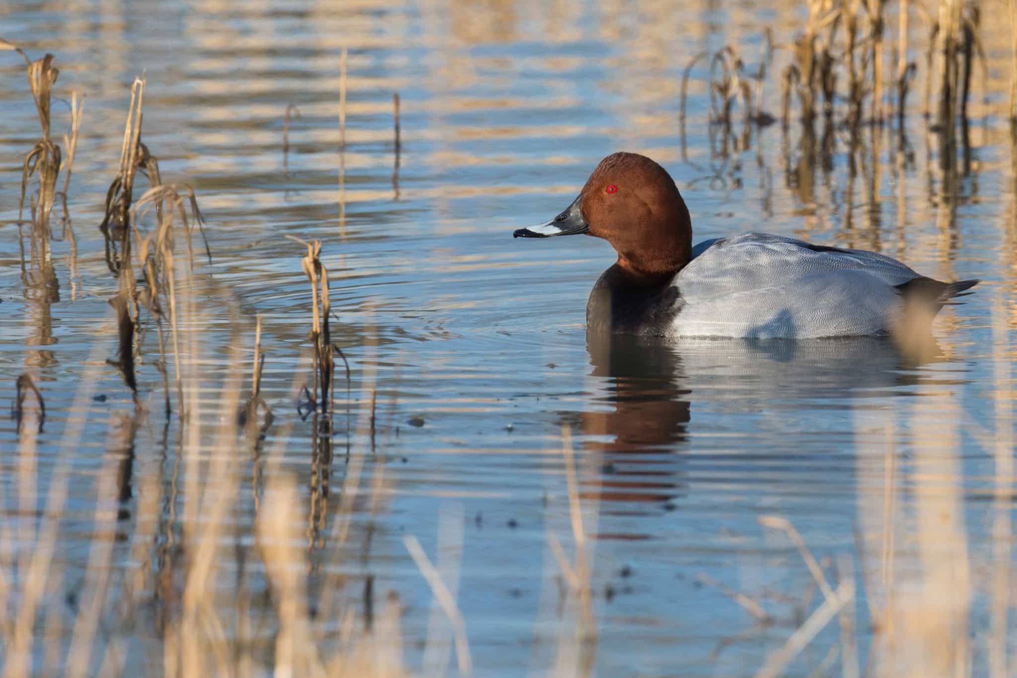 Carnet de prélèvement imprimable pour la Caille des blés - FDC76